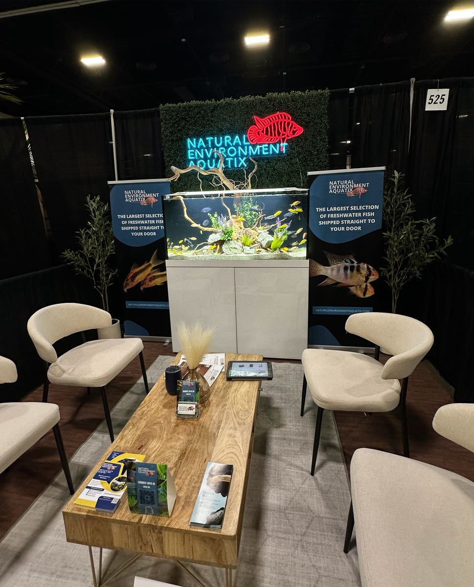 Exploring the Depths: A Journey into Freshwater Fish Stores