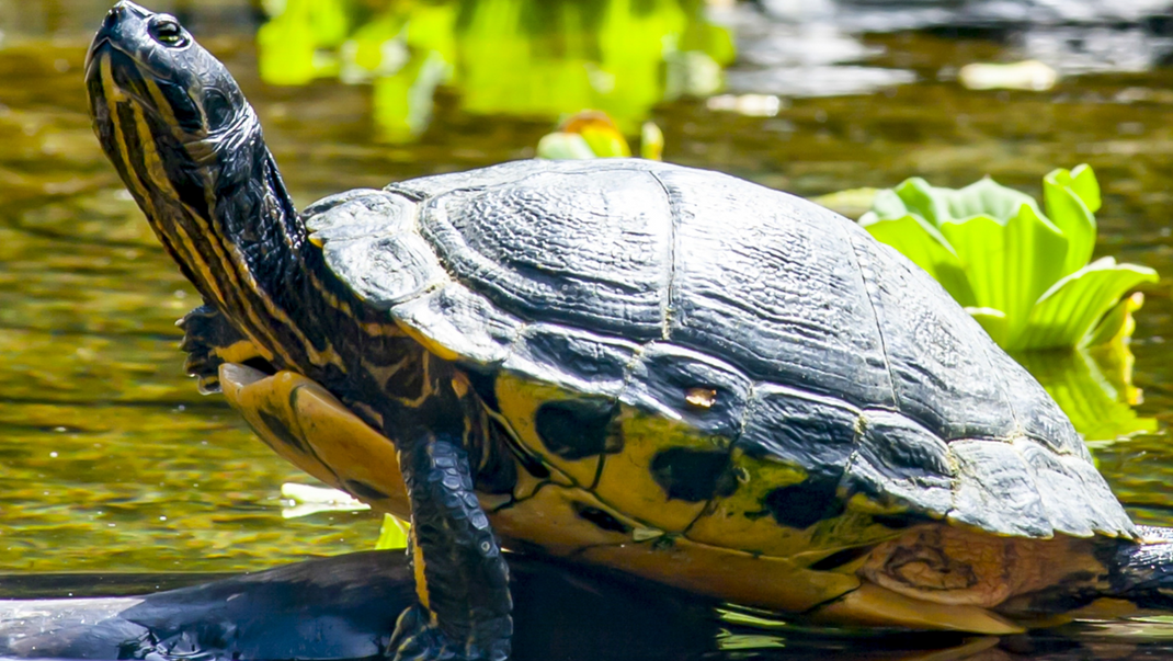 Turtles – Natural Environment Aquatix