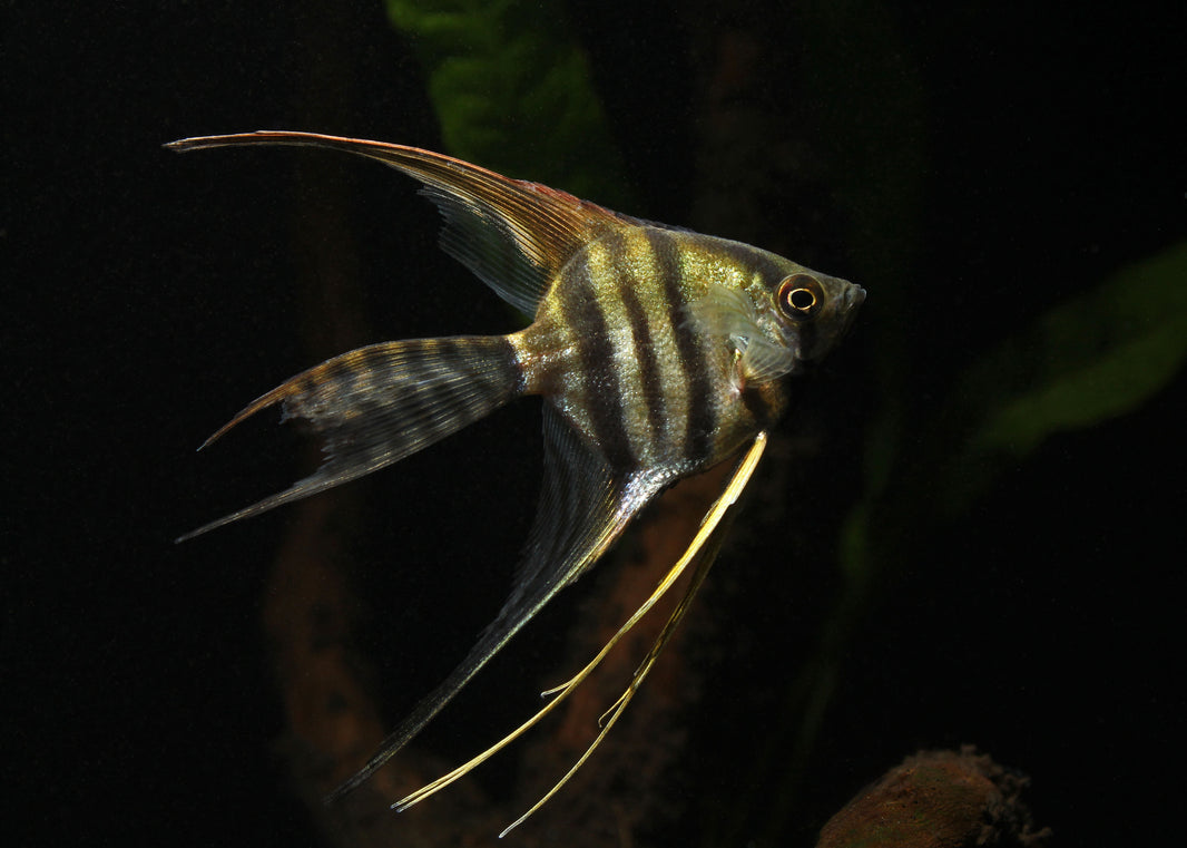 Freshwater Aquarium Fish for Sale | Freshwater Fish Online – Page 2 ...