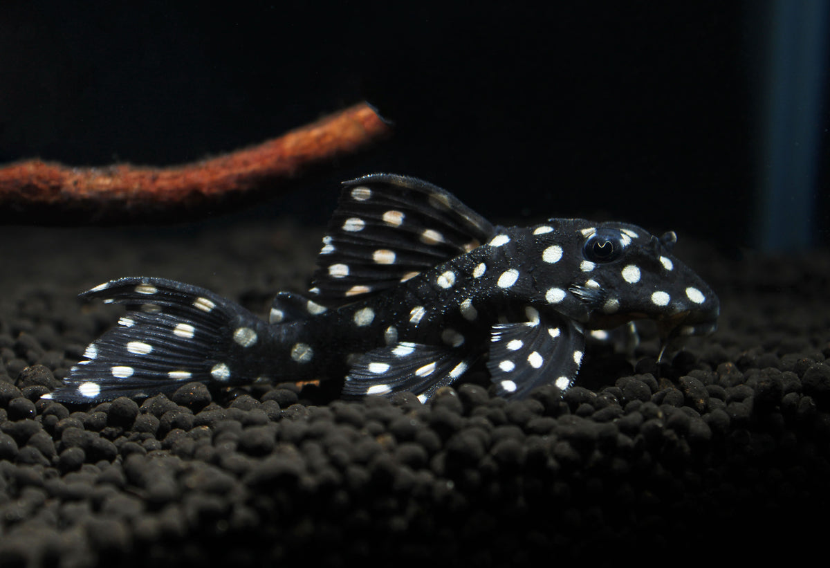 Big Spot Snow Ball Pleco L471