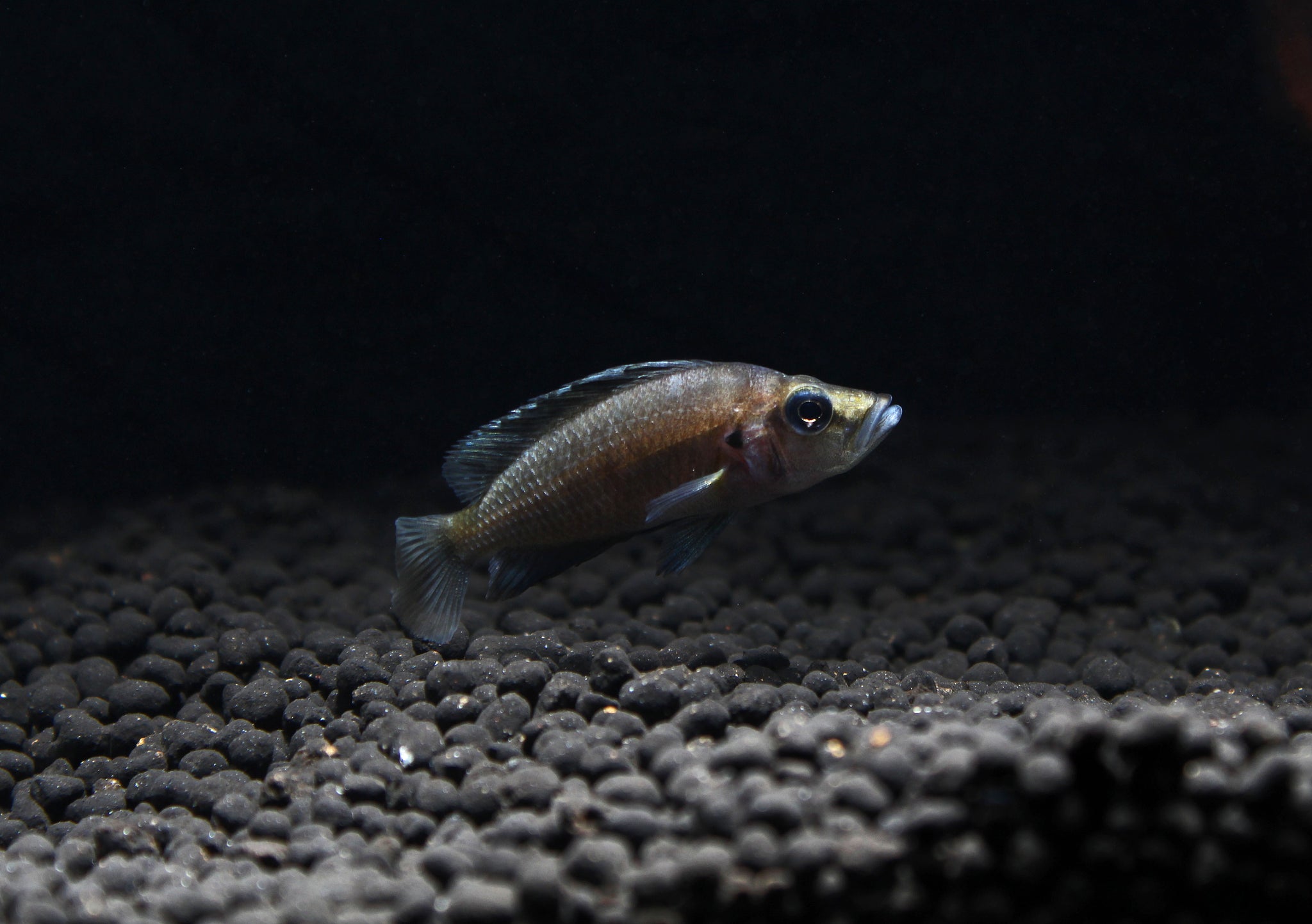 Dwarf Sumbu Shell Compressiceps