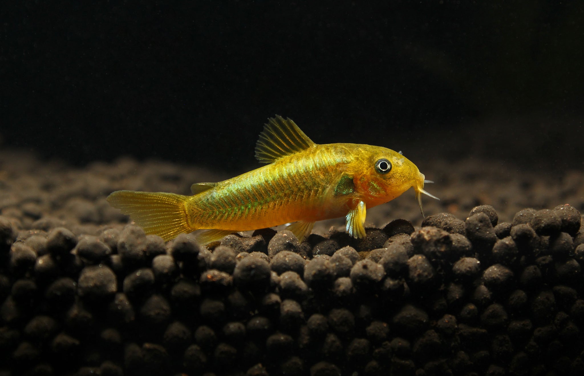 Green Laser Cory Cat