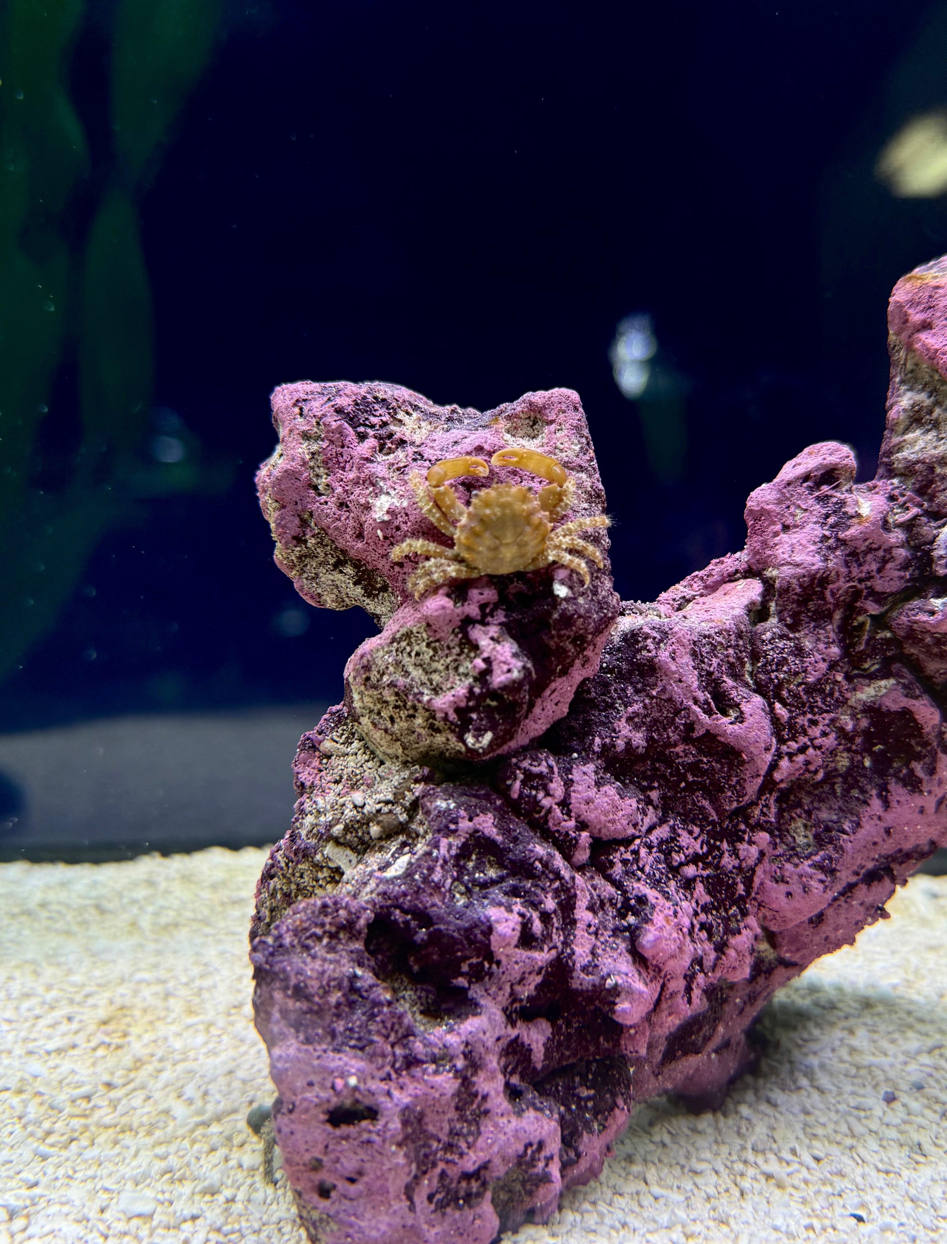 Emerald Crab – Natural Environment Aquatix