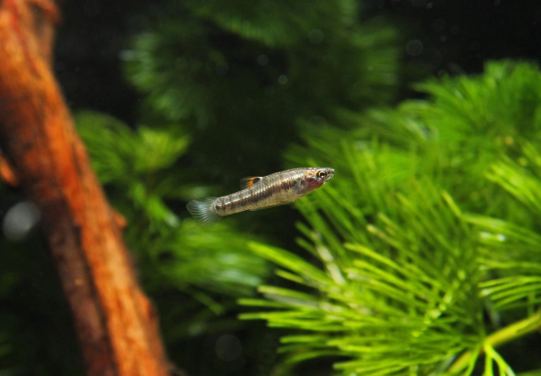 Freshwater Aquarium Fish for Sale | Freshwater Fish Online – Page 5 ...