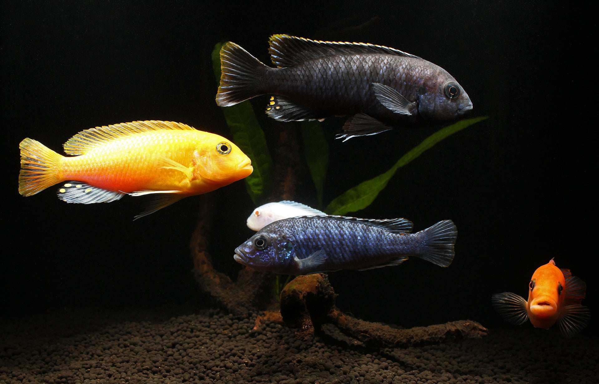 Mbuna Cichlids Species List