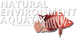 Online Aquarium Fish Store | Natural Environmental Aquatix – Natural ...
