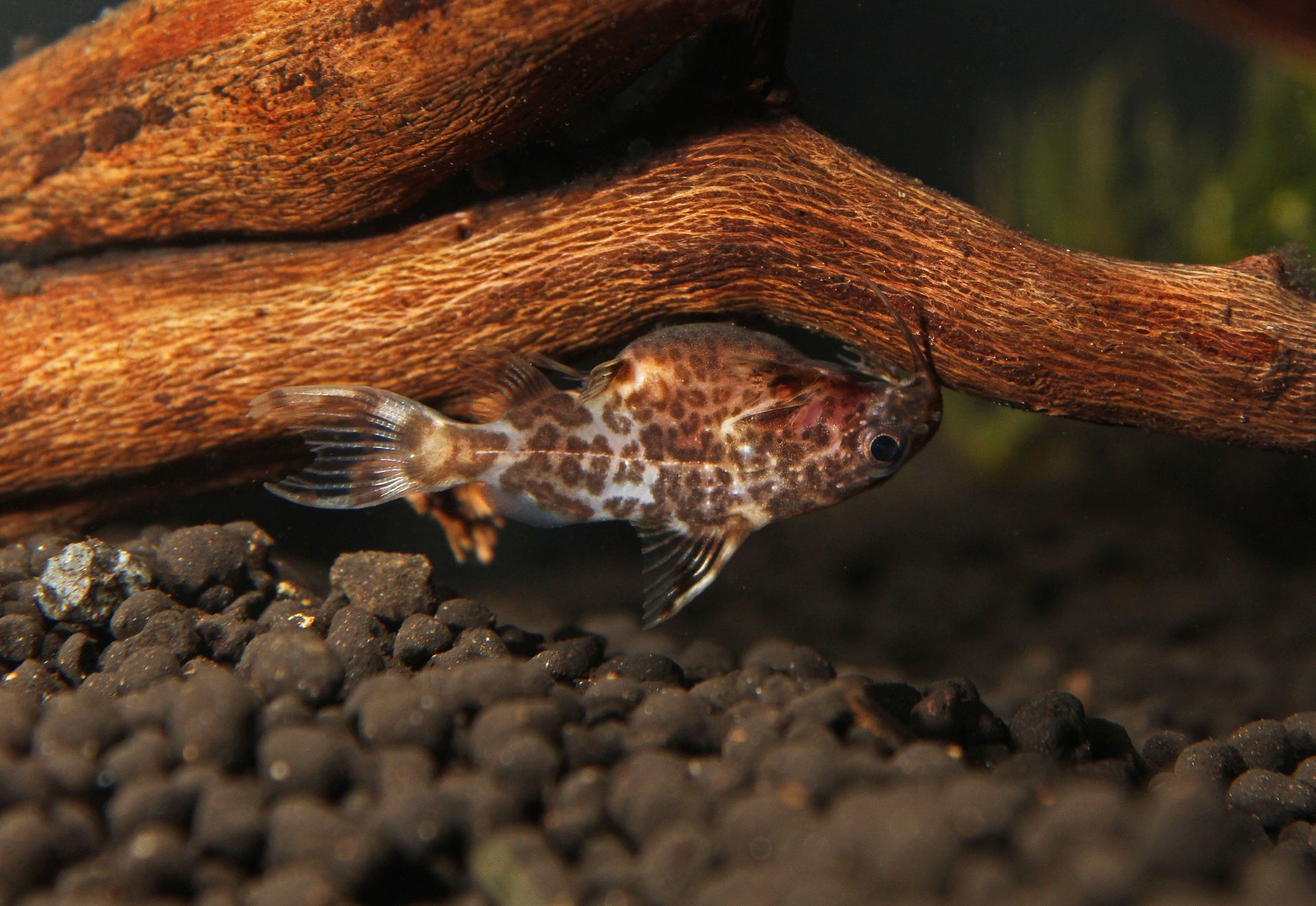 Upside Down Catfish One Of The Very Cute Juvenile Upside Down Catfish