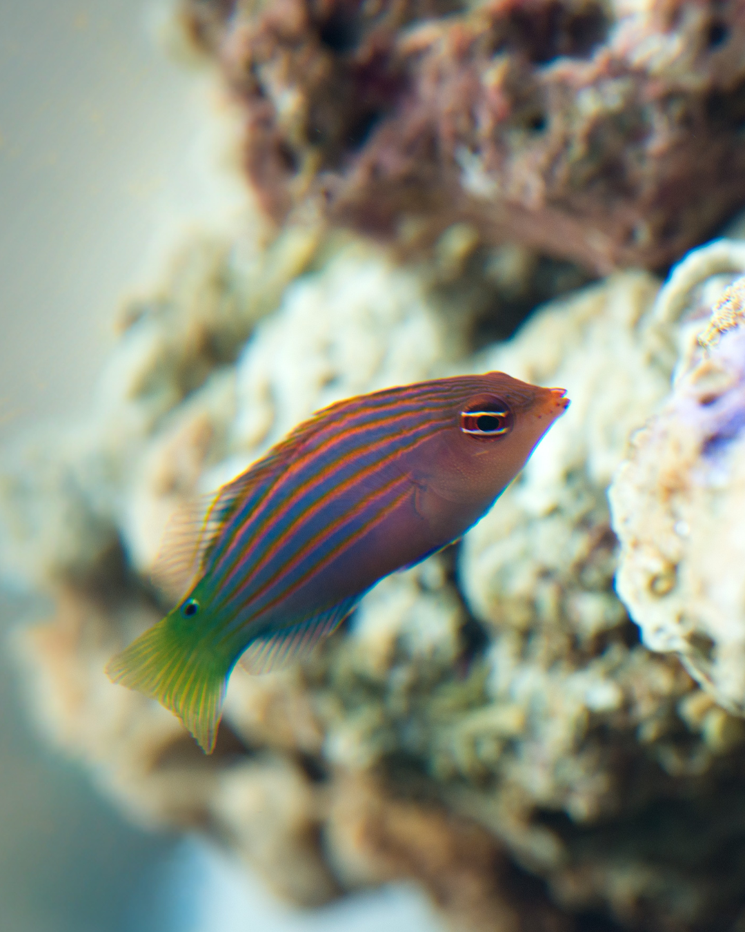 Six Line Wrasse – Natural Environment Aquatix