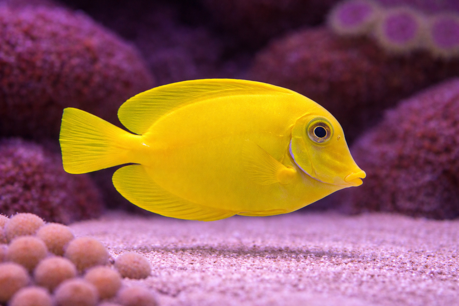Yellow Mimic Tang – Natural Environment Aquatix