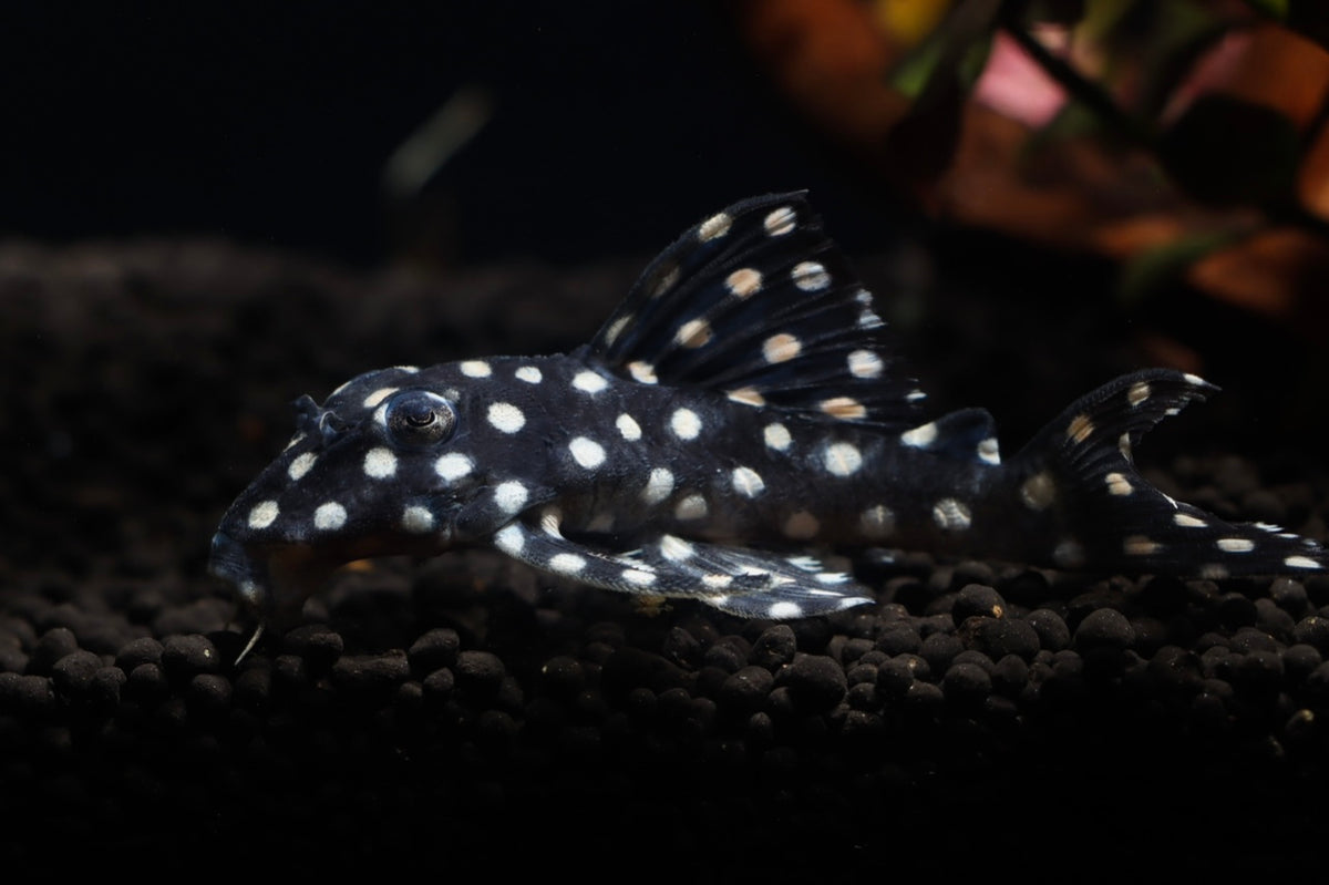 Big Spot Snow Ball Pleco L471