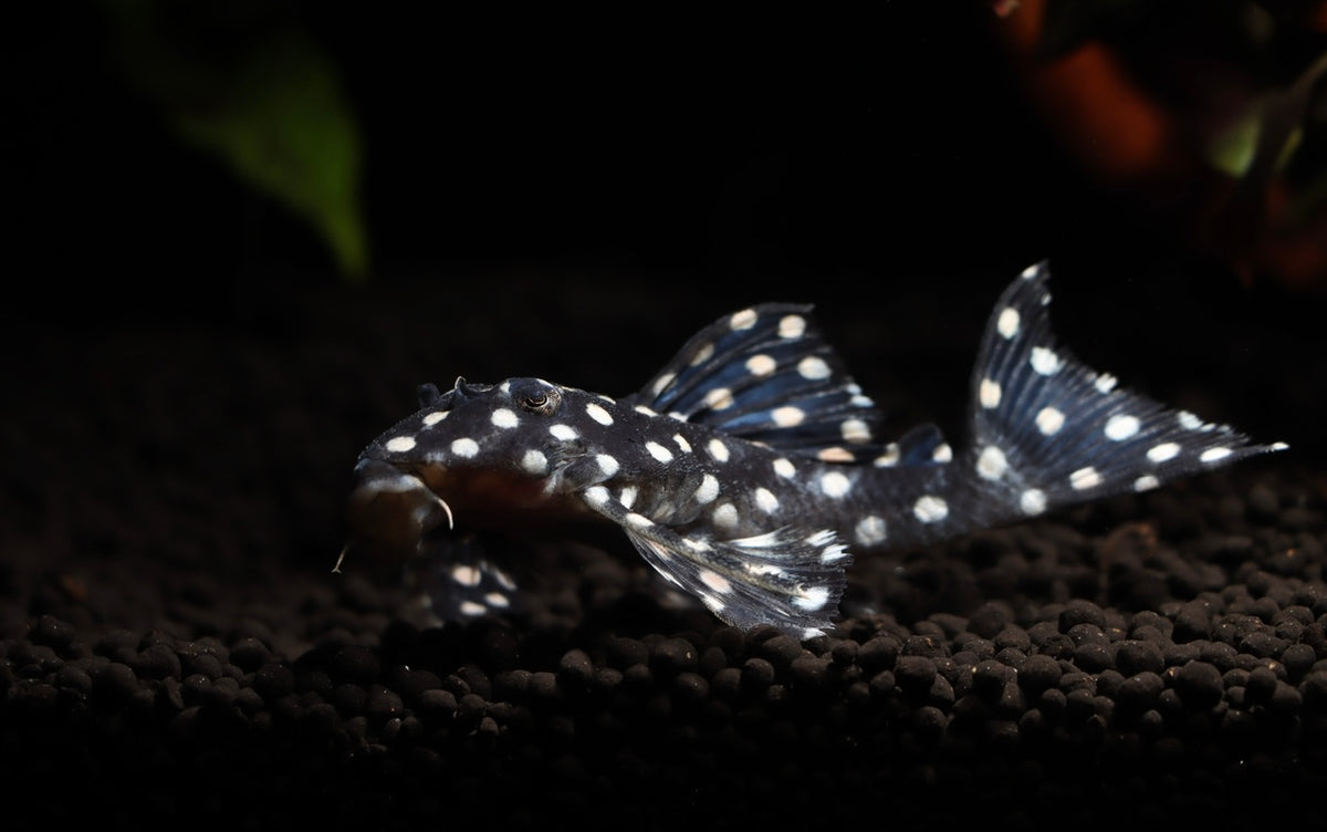 Big Spot Snow Ball Pleco L471