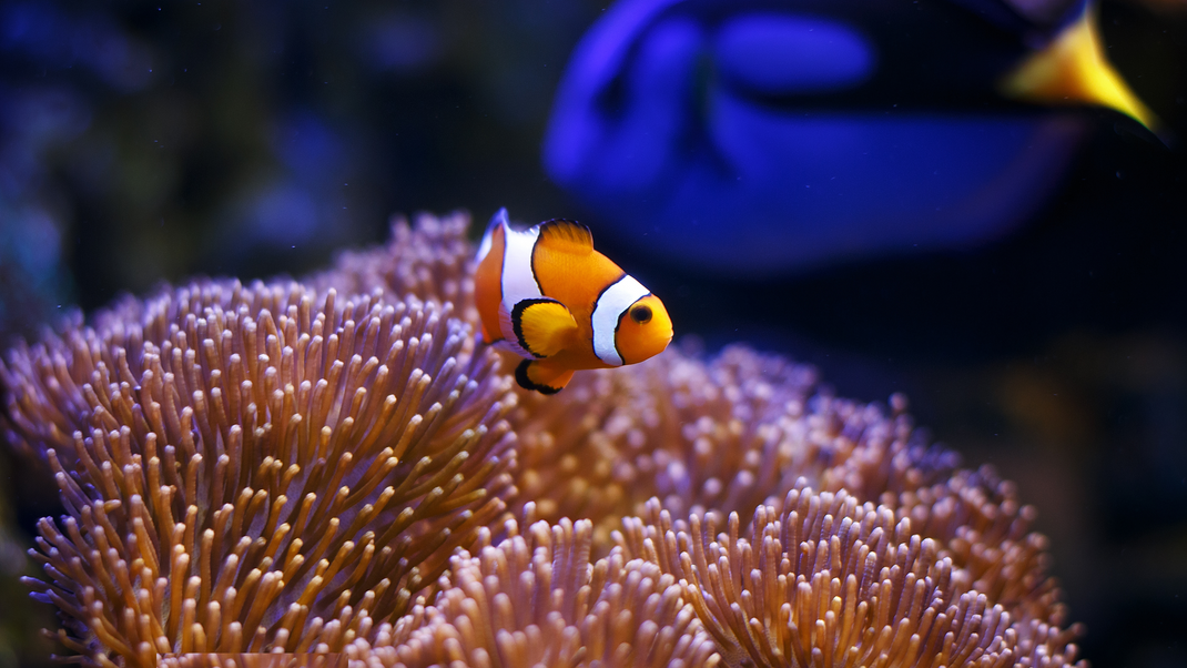 Online Aquarium Fish Store | Natural Environmental Aquatix – Natural ...
