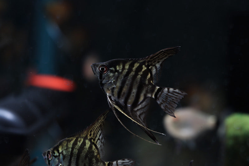 Zebra Lace Angelfish
