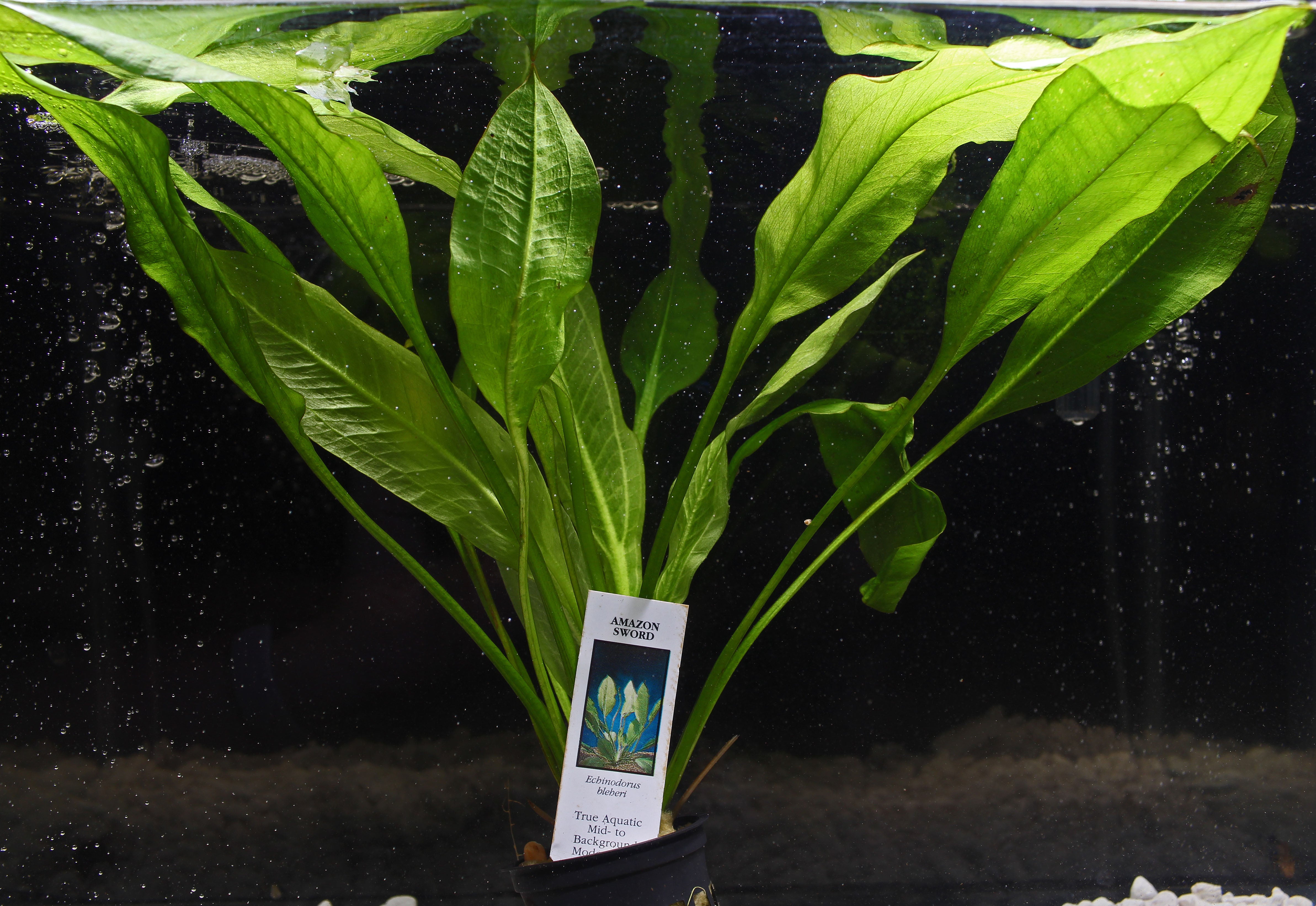 Aquatic Amazon Sword – Natural Environment Aquatix