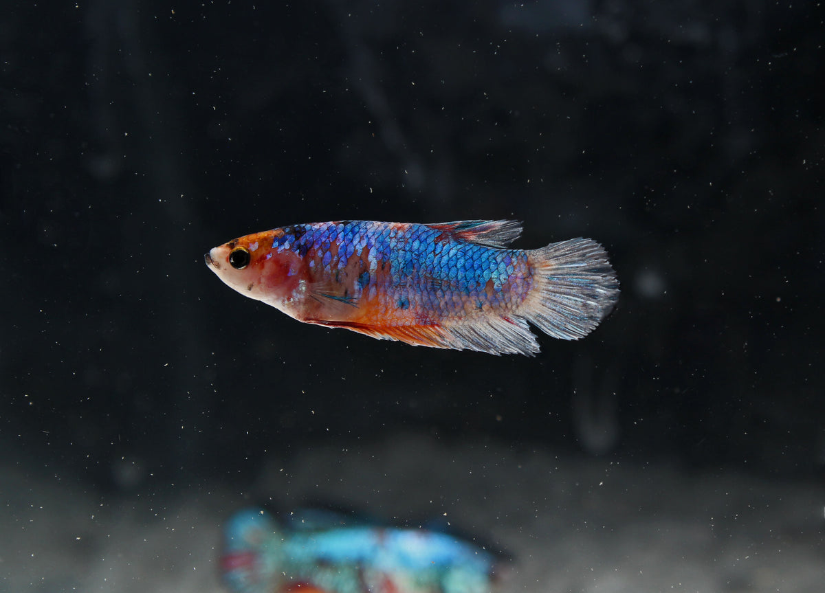 Assorted Fancy Female Betta