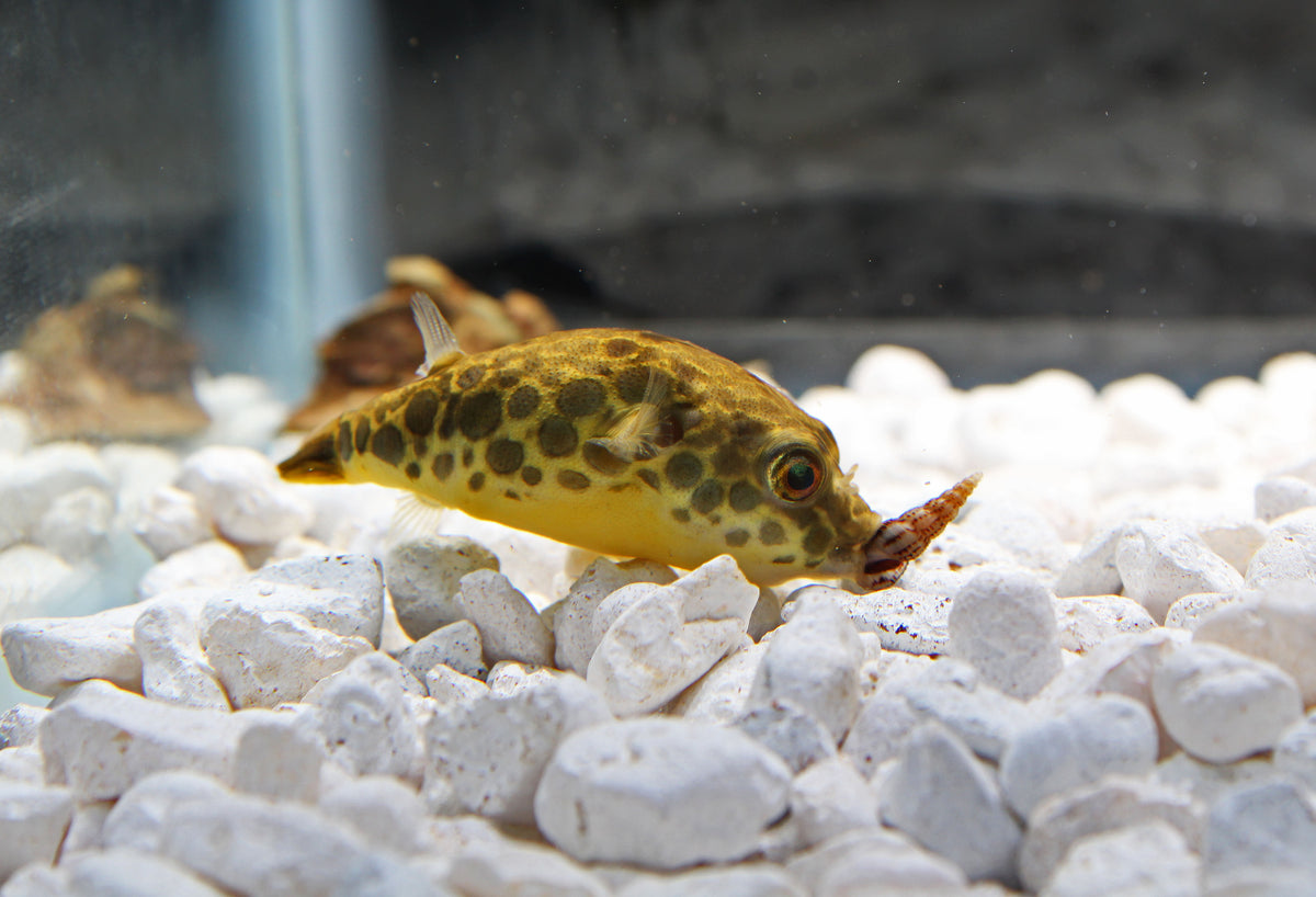 Spotted Congo Puffer