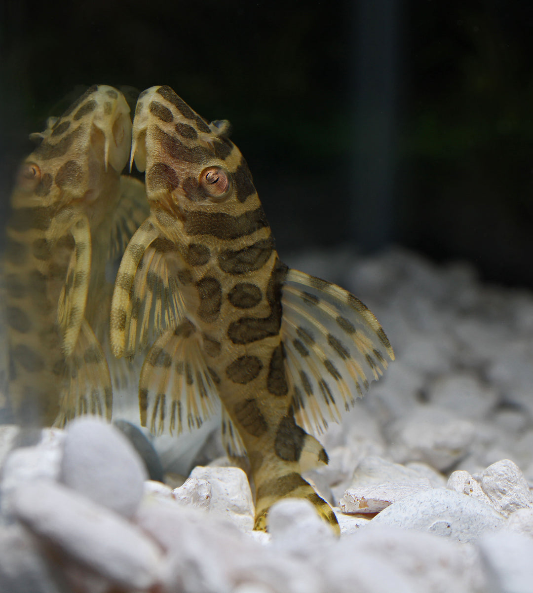 Leopard Frog Pleco L-134