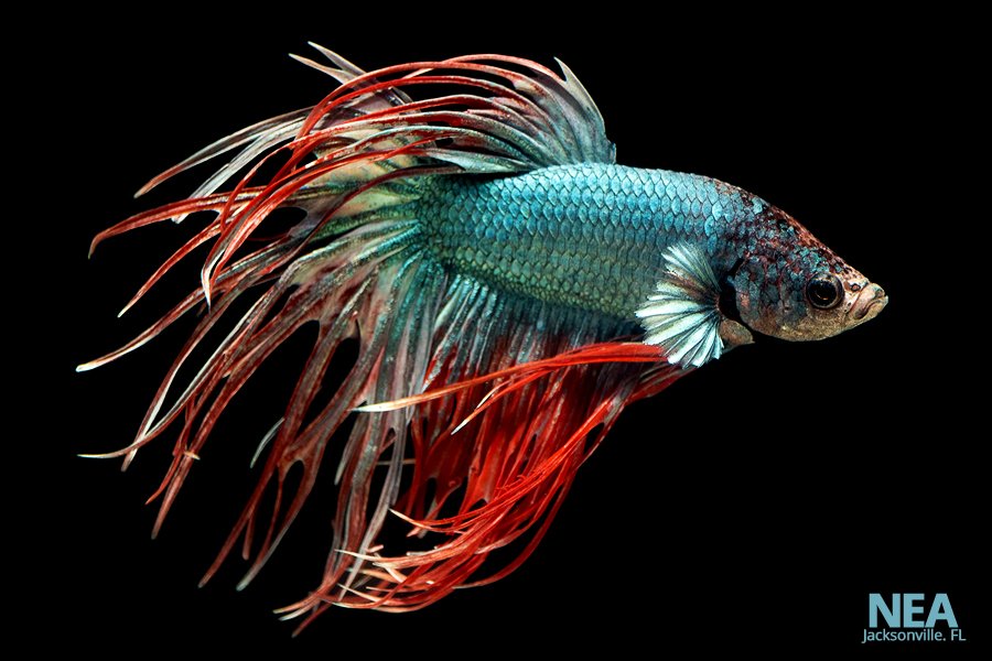 Long Fin Male Betta Fish