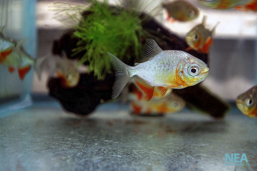 Red Belly Pacu Small