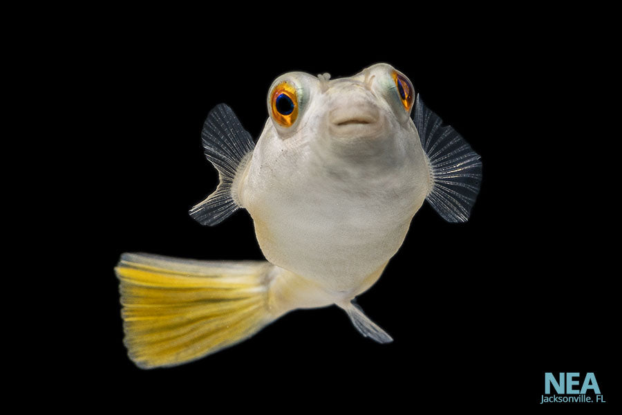 Fahaka Puffer Fish