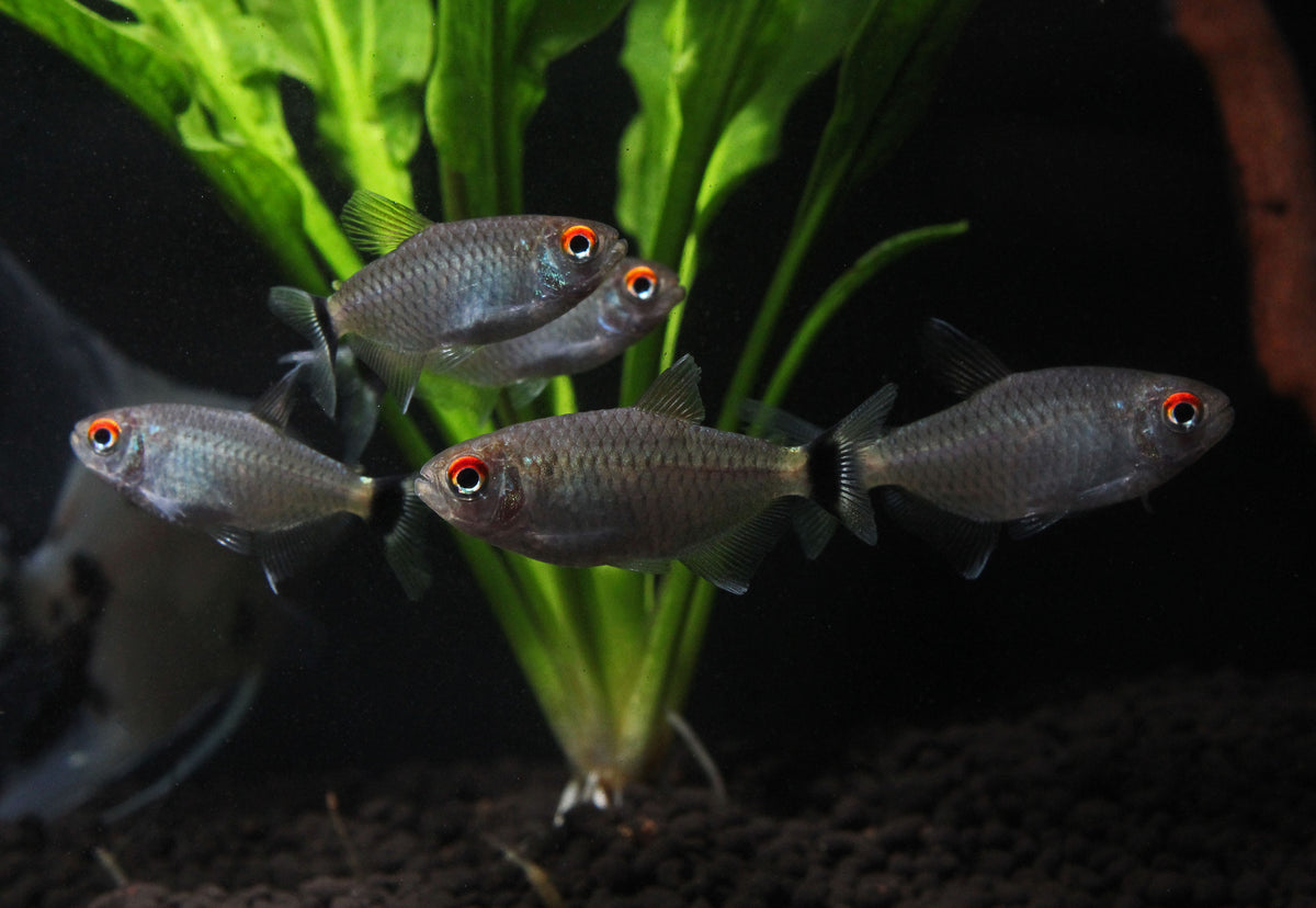 Red Eye Tetra