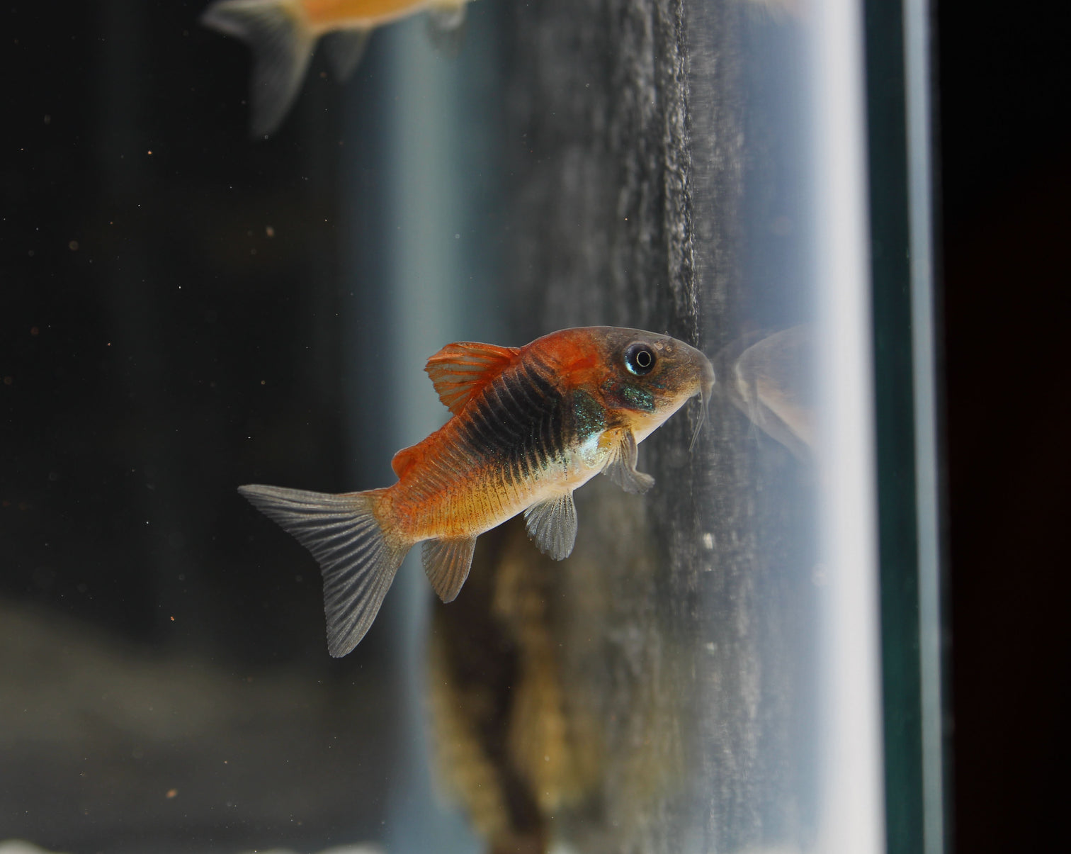 Corydoras venezuelanus "Red Sailfin Cory"
