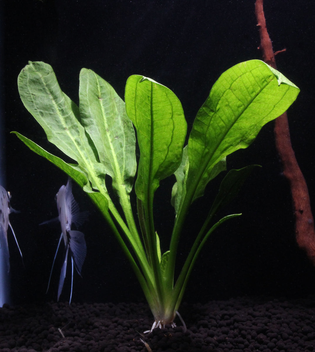 Rosetta Plant