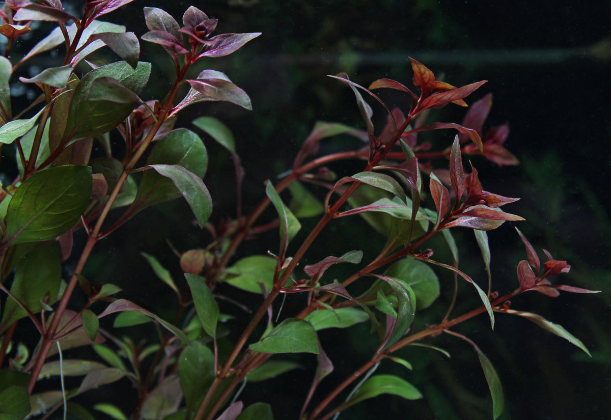 Ludwigia Palustris Red