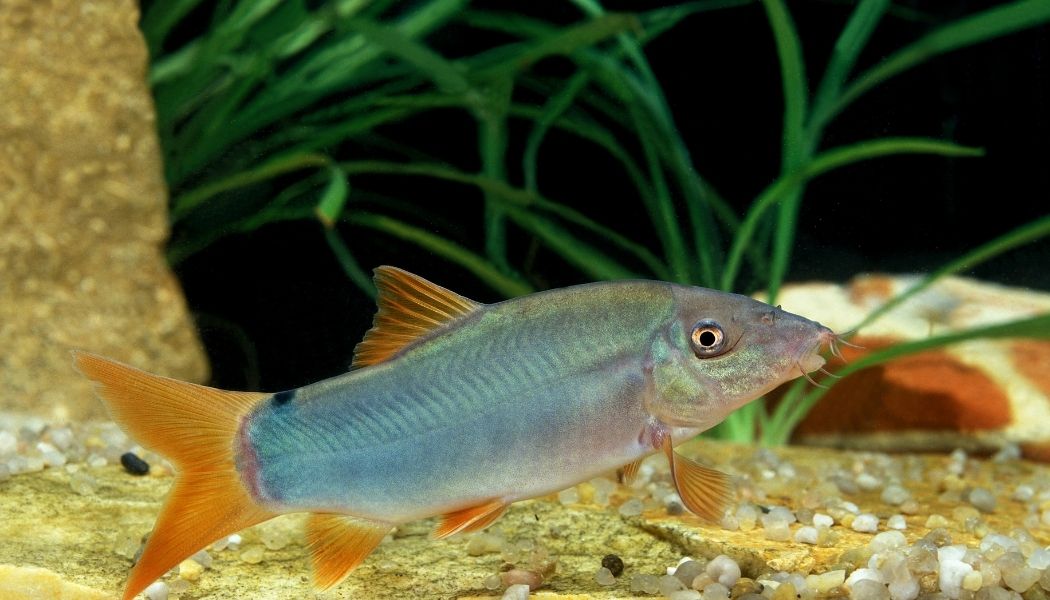 Blue Botia