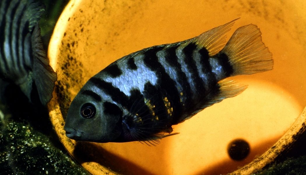 Blue Convict Cichlid