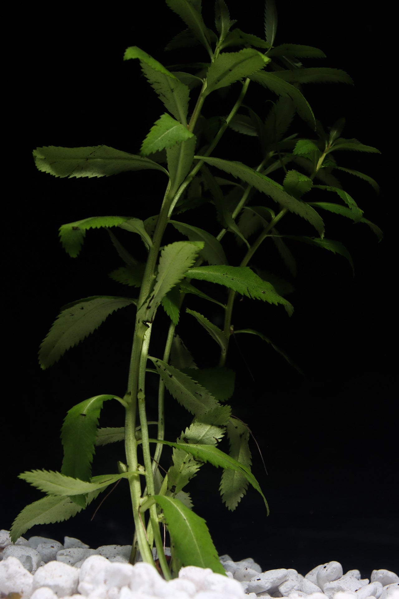 Mermaid Weed Aquatic Plant – Natural Environment Aquatix