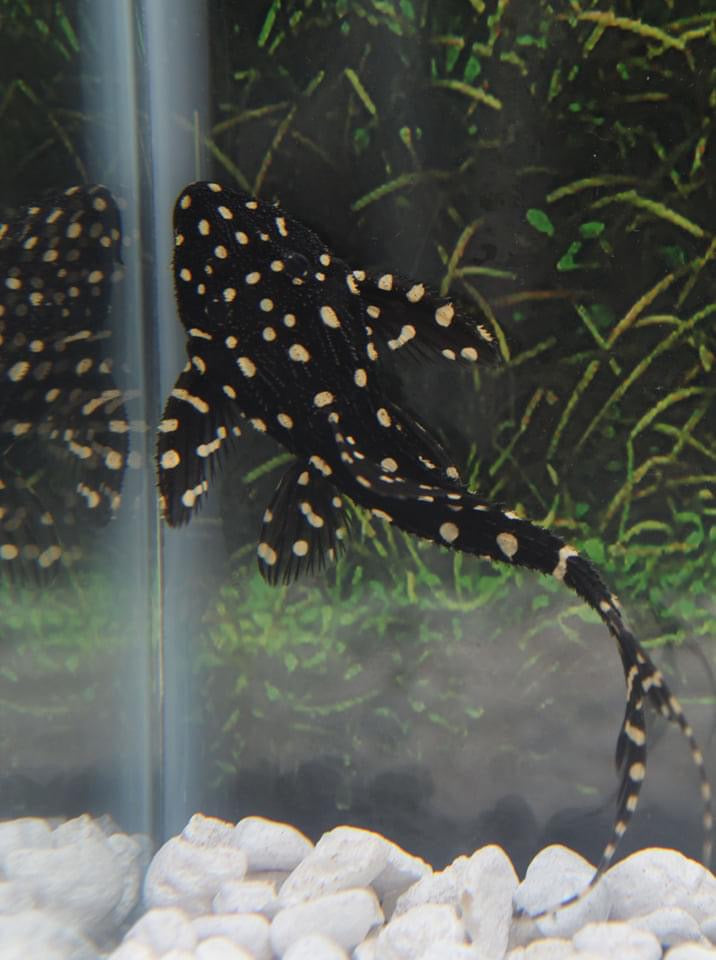 Acanthicus Adonis Pleco