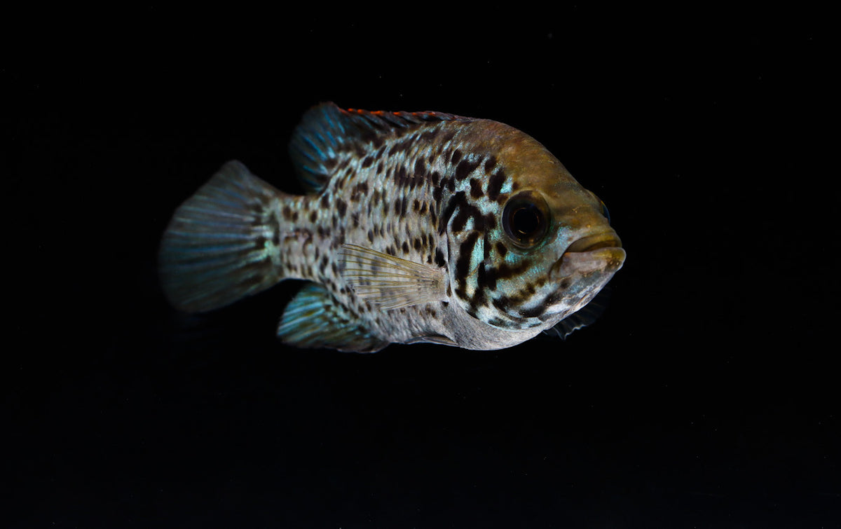 Cuban Cichlid