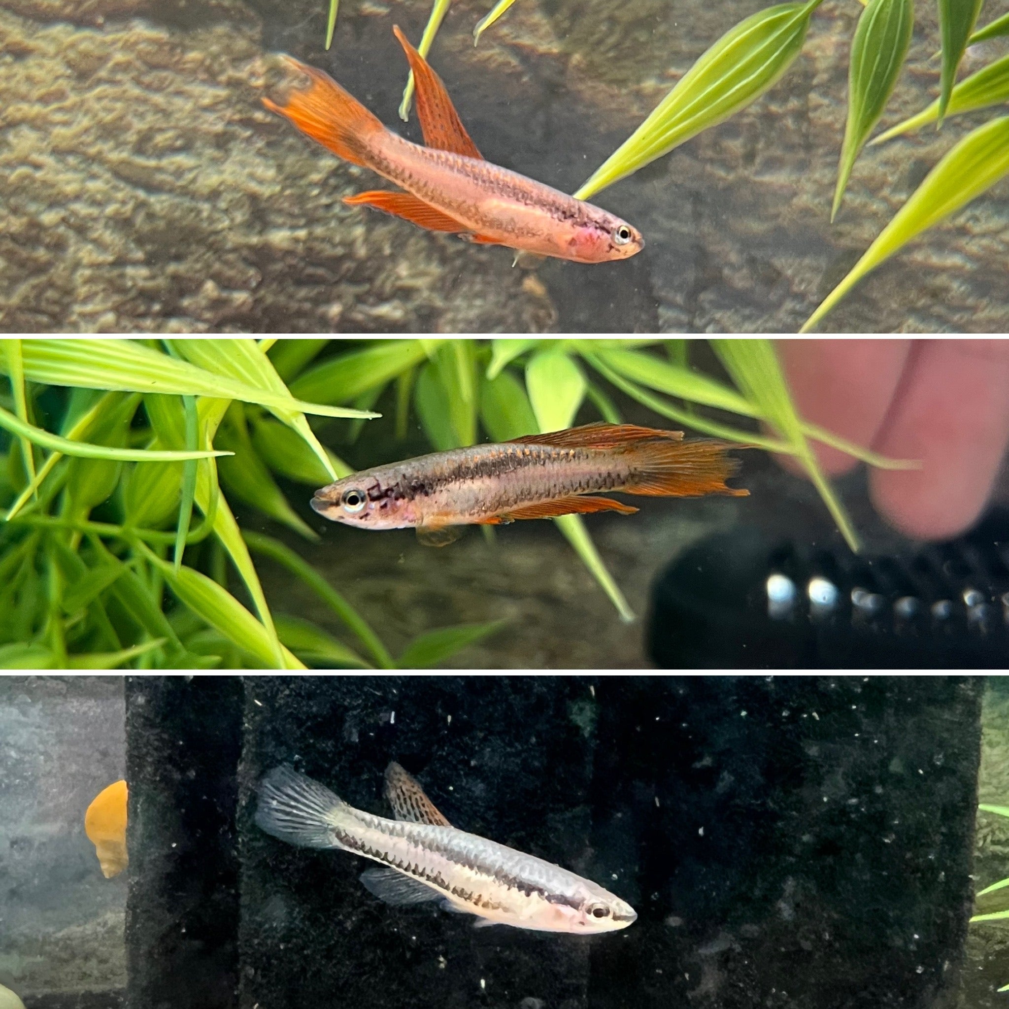 Lagos Red Killifish Pair