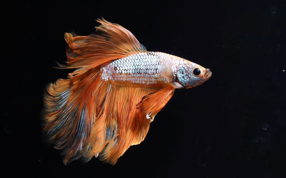 Standard Male Betta Fish – Natural Environment Aquatix