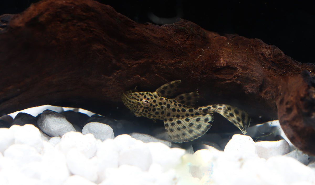 Fancy Pleco- Blue Panaque L239