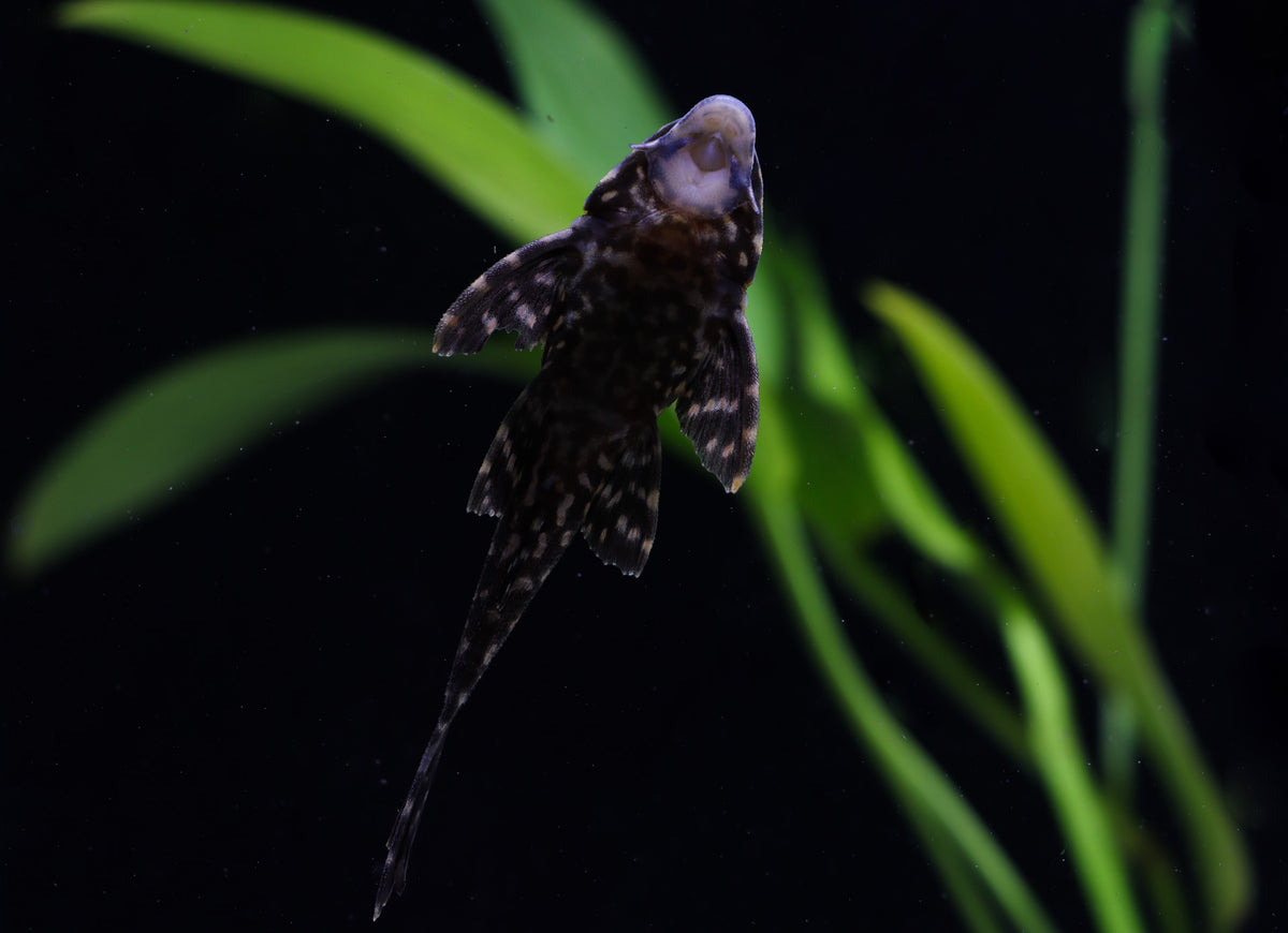 Gibbiceps Pleco