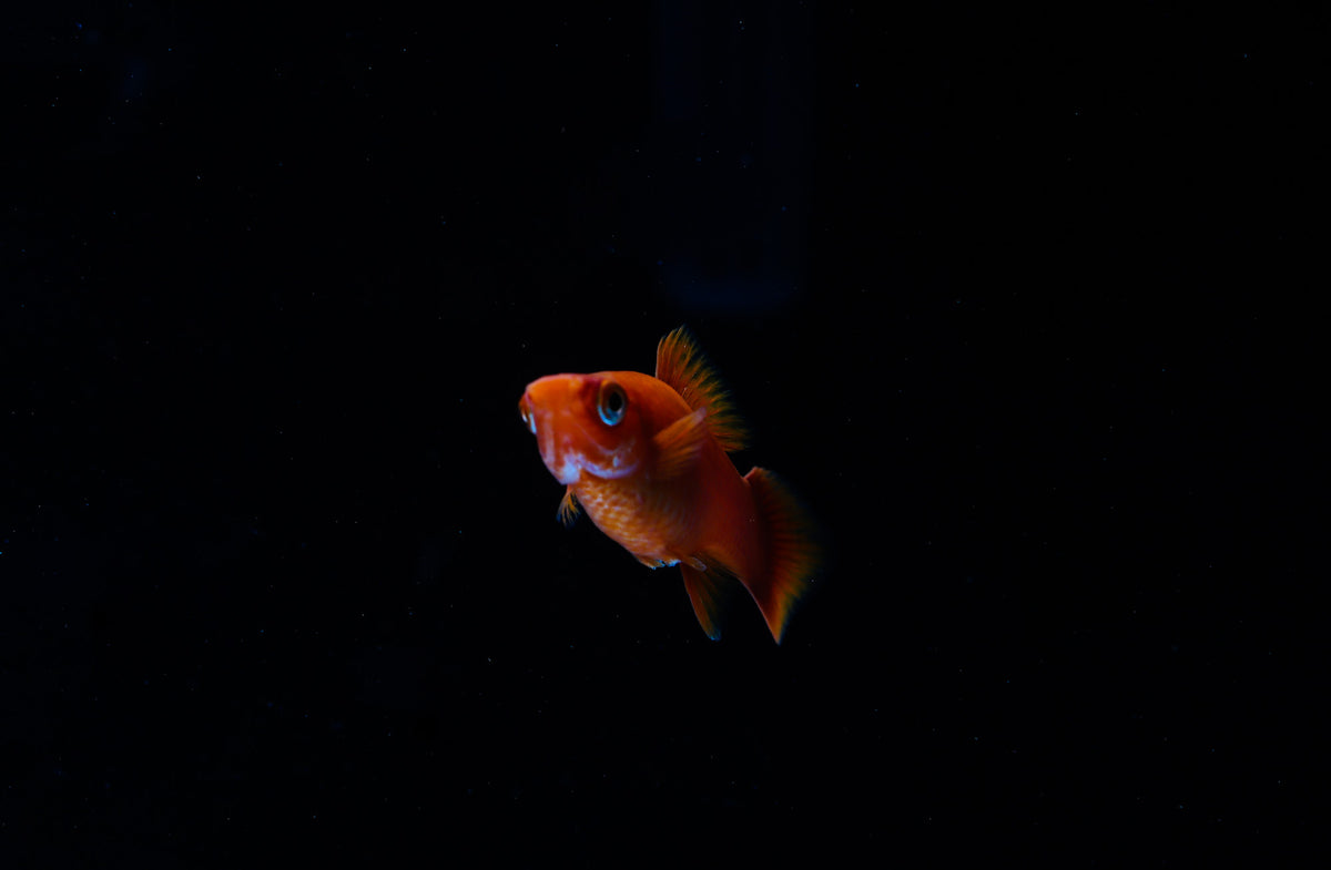 Red Vampire Swordtail