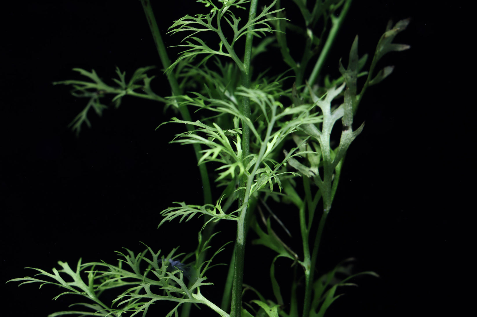 Water Sprite Lace Leaf Aquatic Plant – Natural Environment Aquatix