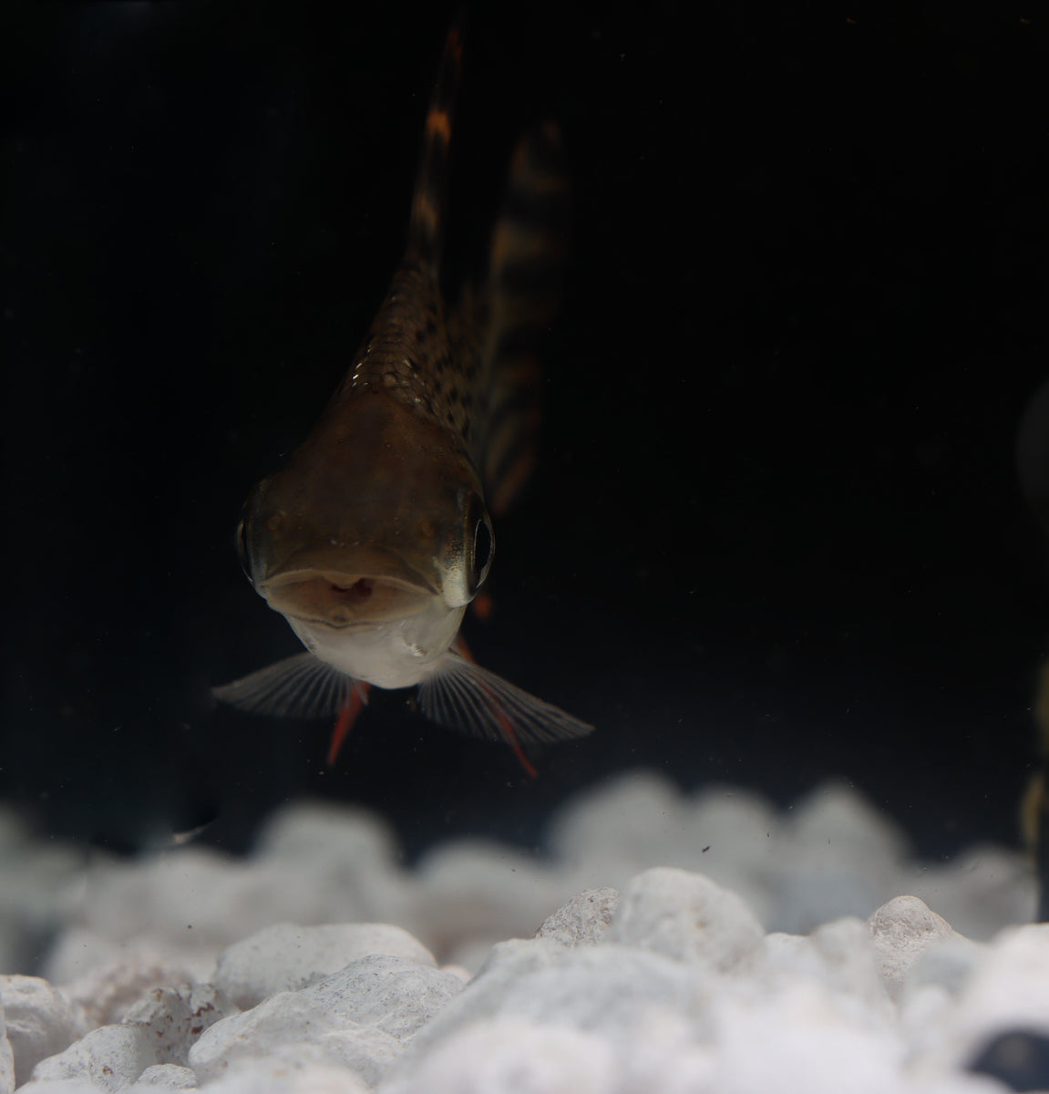 Flagtail (Red Fin Prochilodus)