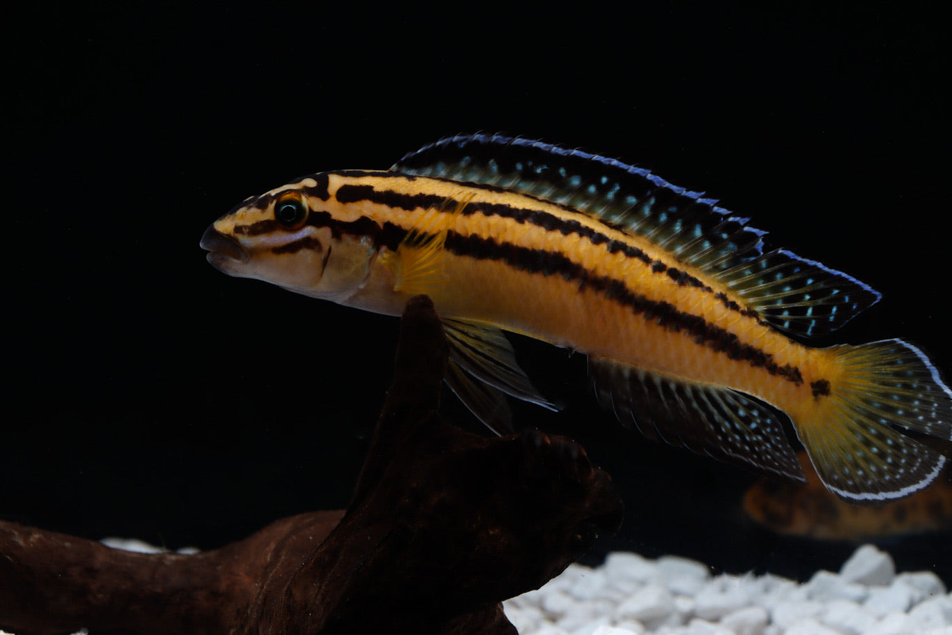 Julidochromis Regani Cichlid – Natural Environment Aquatix