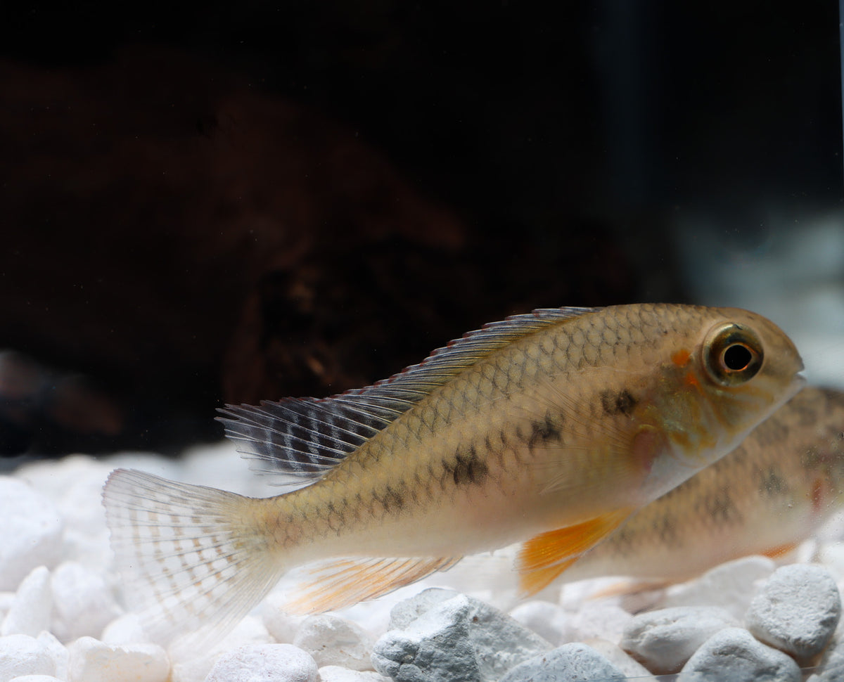 Checkerboard Cichlid - Peru