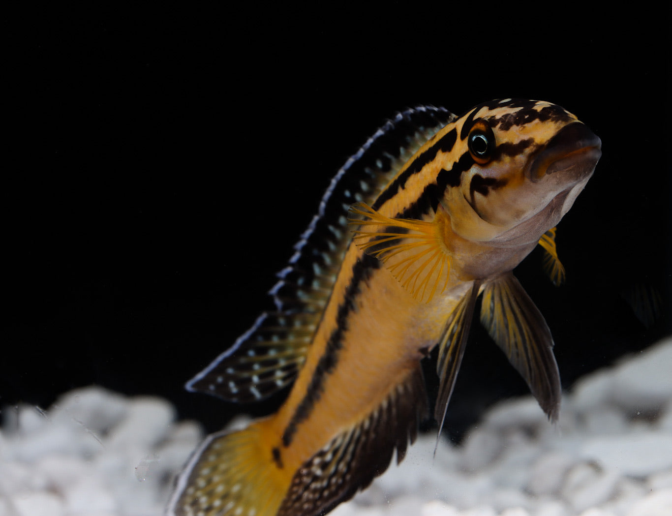 Julidochromis Regani Cichlid – Natural Environment Aquatix